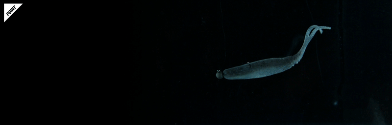 BITAL MINNOW 5" - FRESH WATER バス釣り ｜JACKALL｜ジャッカル｜ルアー