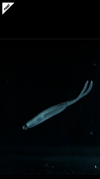 BITAL MINNOW 5" - FRESH WATER バス釣り ｜JACKALL｜ジャッカル｜ルアー